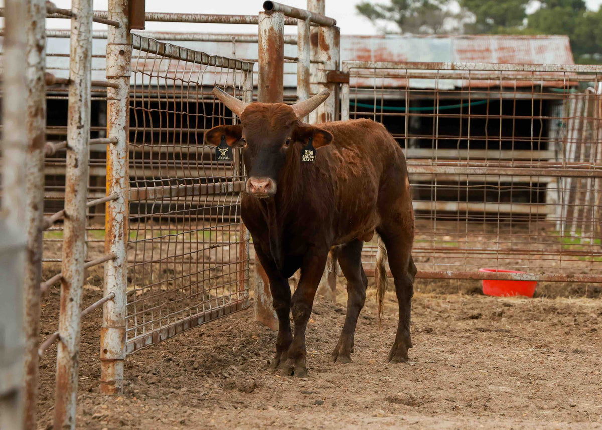 2 Year Olds – Buck Wild Bucking Stock
